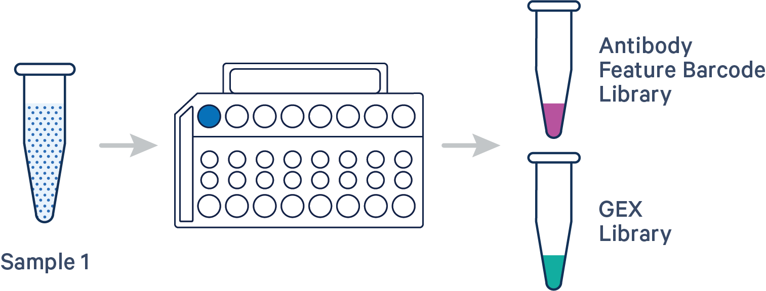 Flex v2 Gene Expression & Feature Barcode Analysis with Cell Ranger multi (Singleplex ...